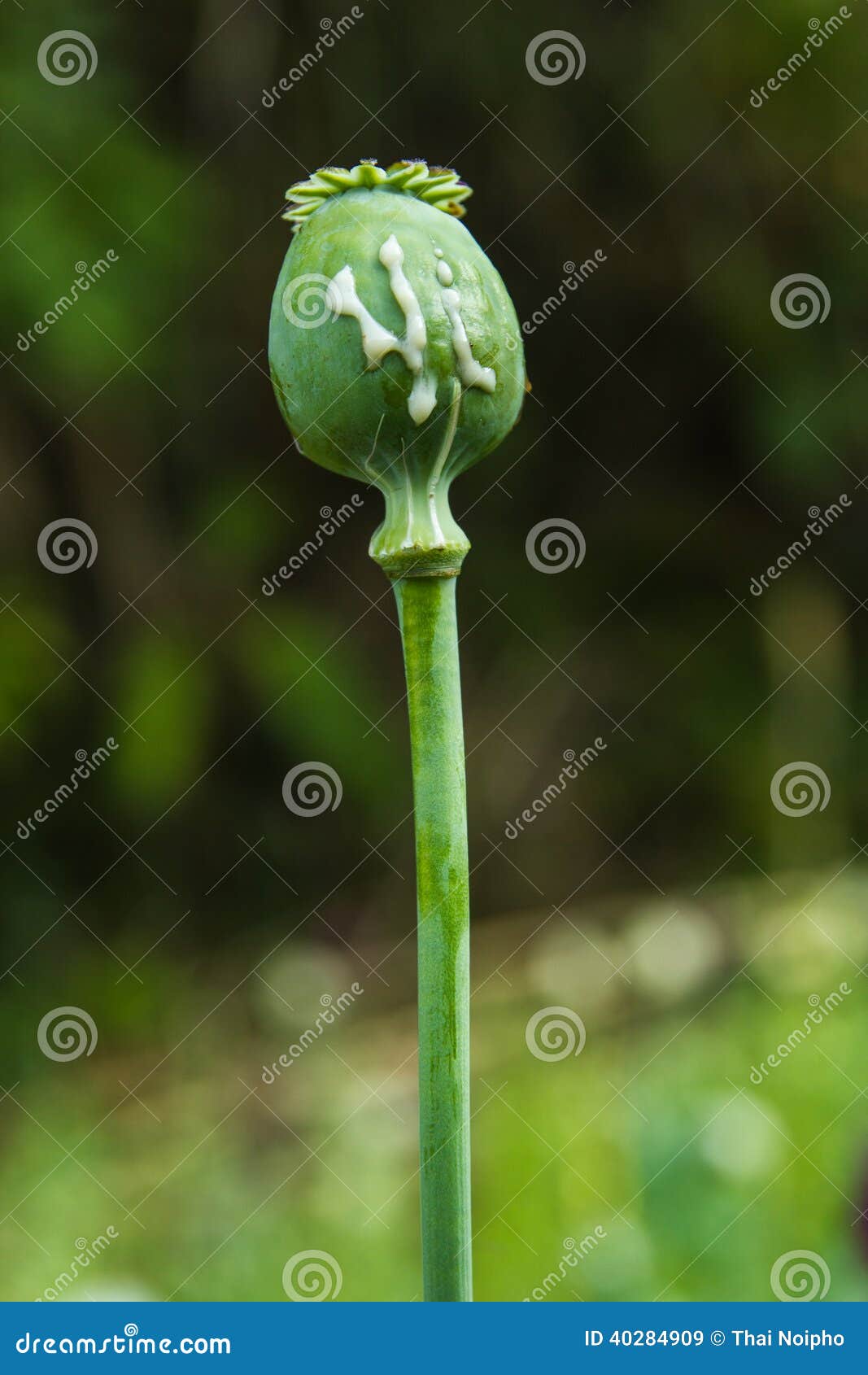 Crying poppy head. stock image. Image of green, environment - 40284909