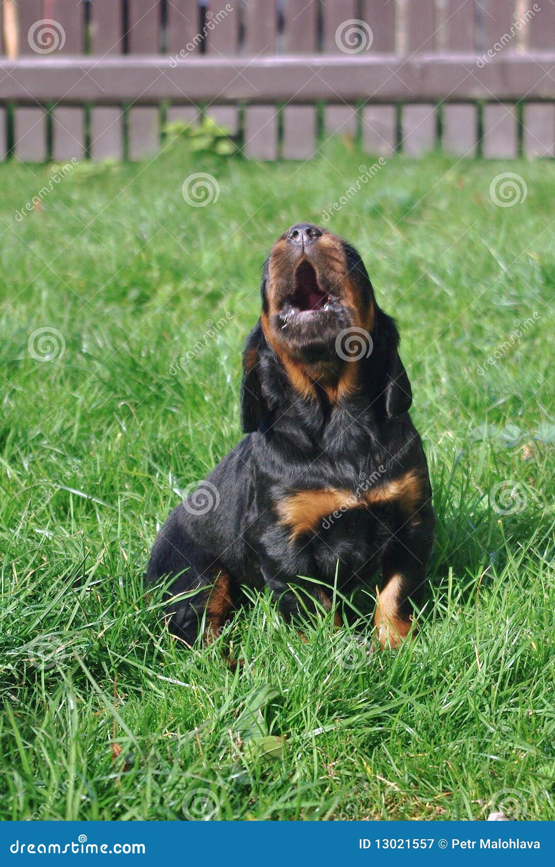 Crying puppy. stock image. Image of weep, doggie, bred - 13021557
