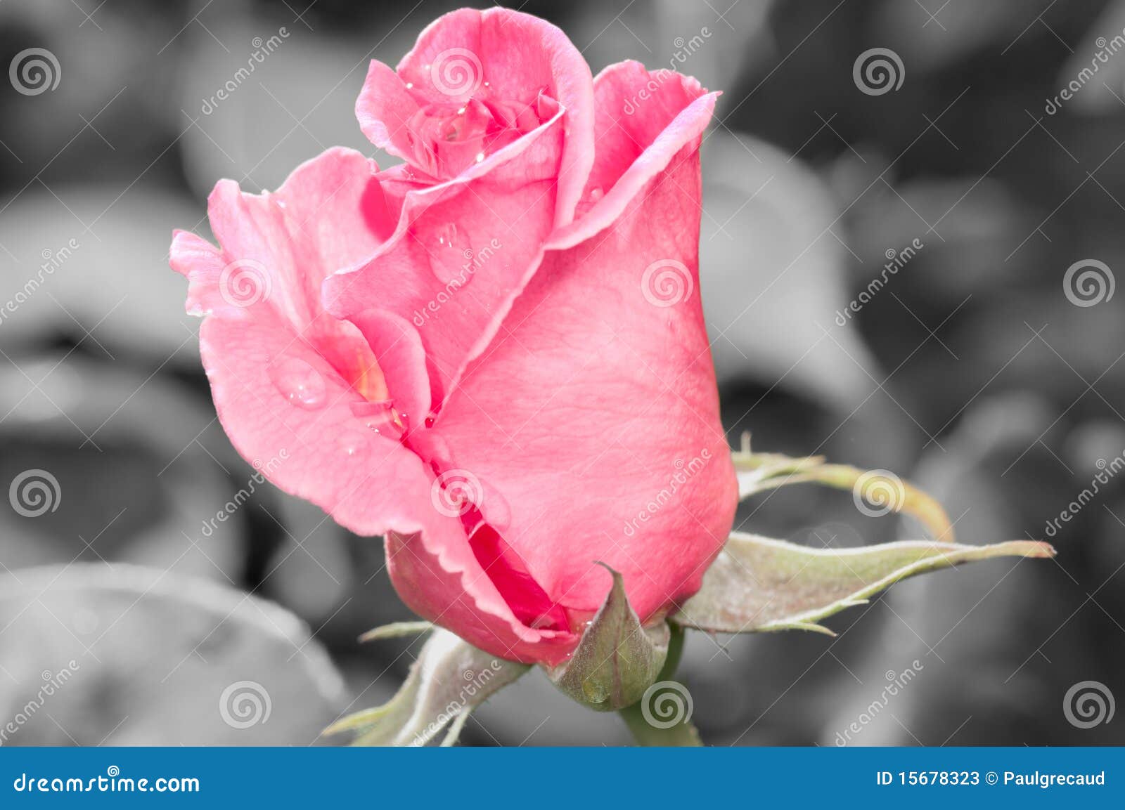 Crying rose stock image. Image of detail, black, flower - 15678323