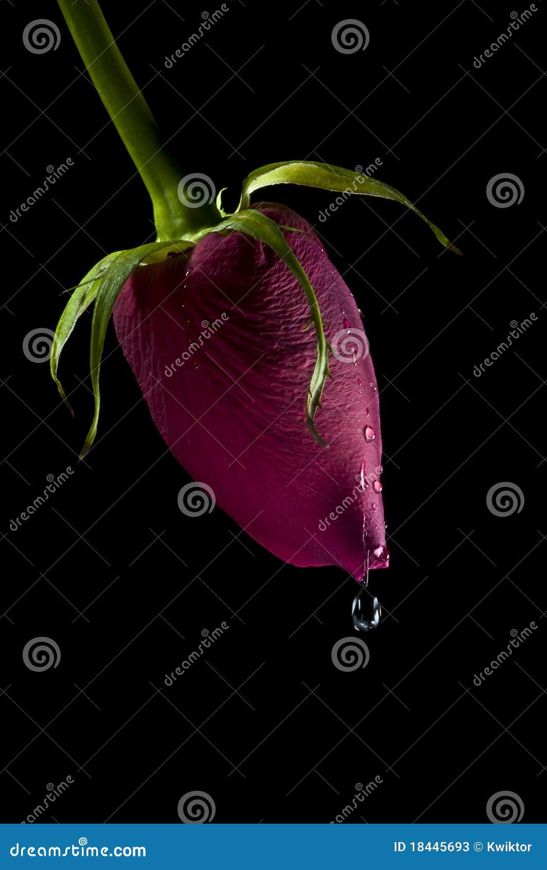 Crying Rose stock image. Image of rose, drops, flower - 18445693
