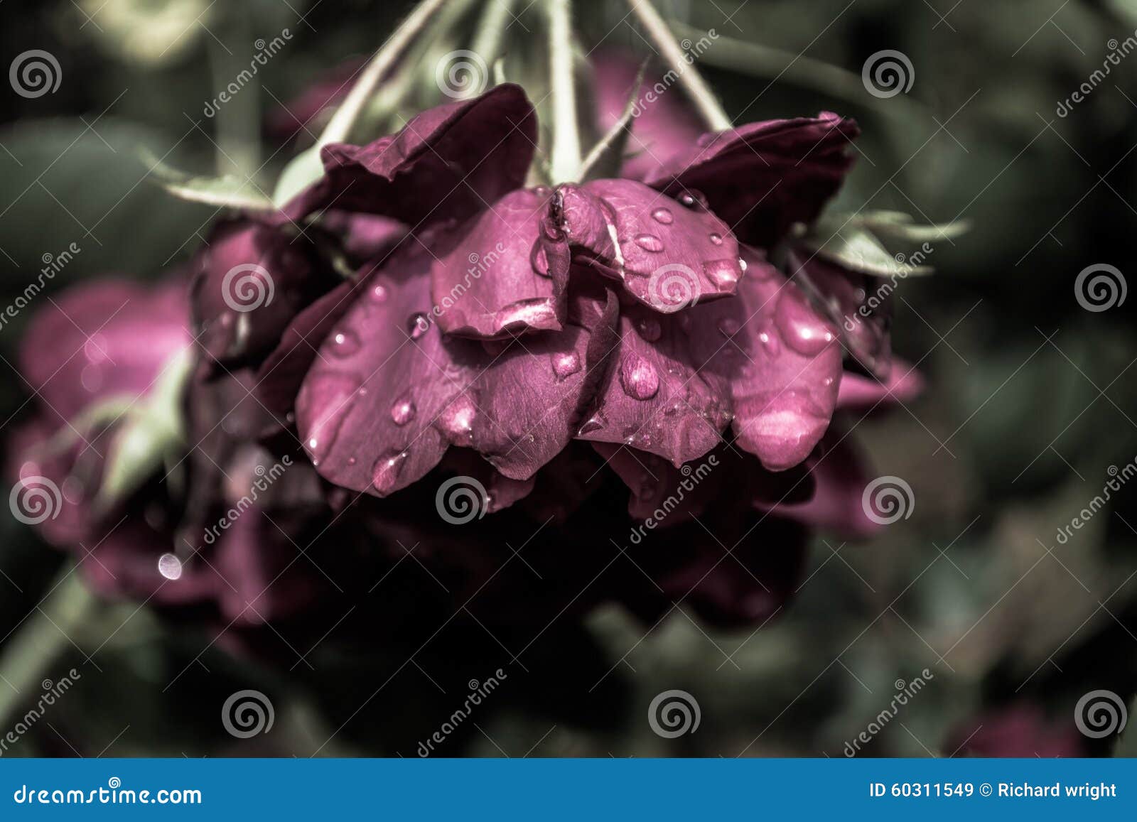 Crying rose stock image. Image of nikon, crying, flower - 60311549