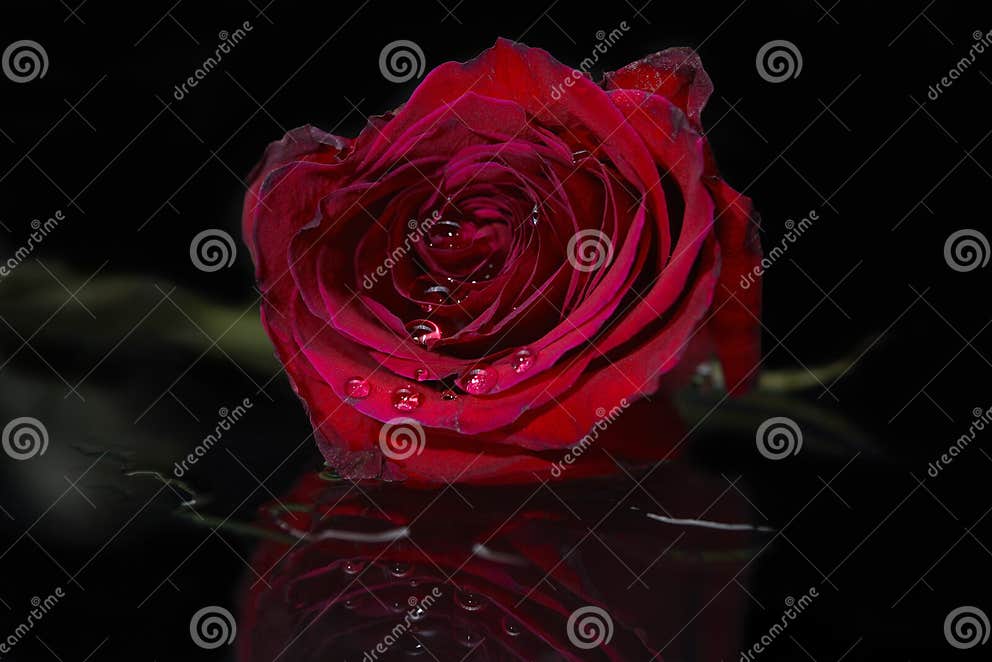 Crying rose stock image. Image of closeup, flower, drops - 63899295