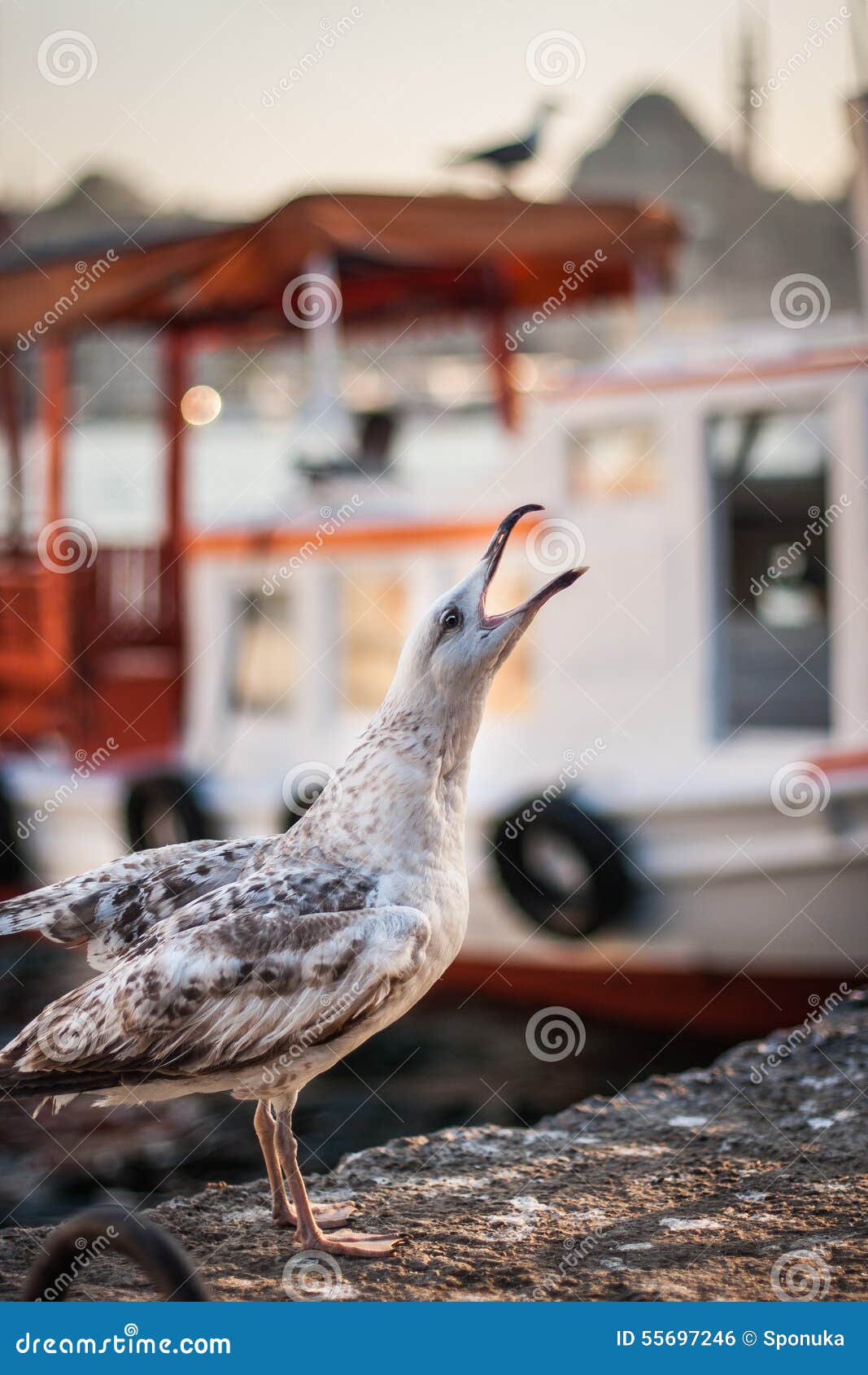 Crying seagull stock photo. Image of port, gull, crying - 55697246