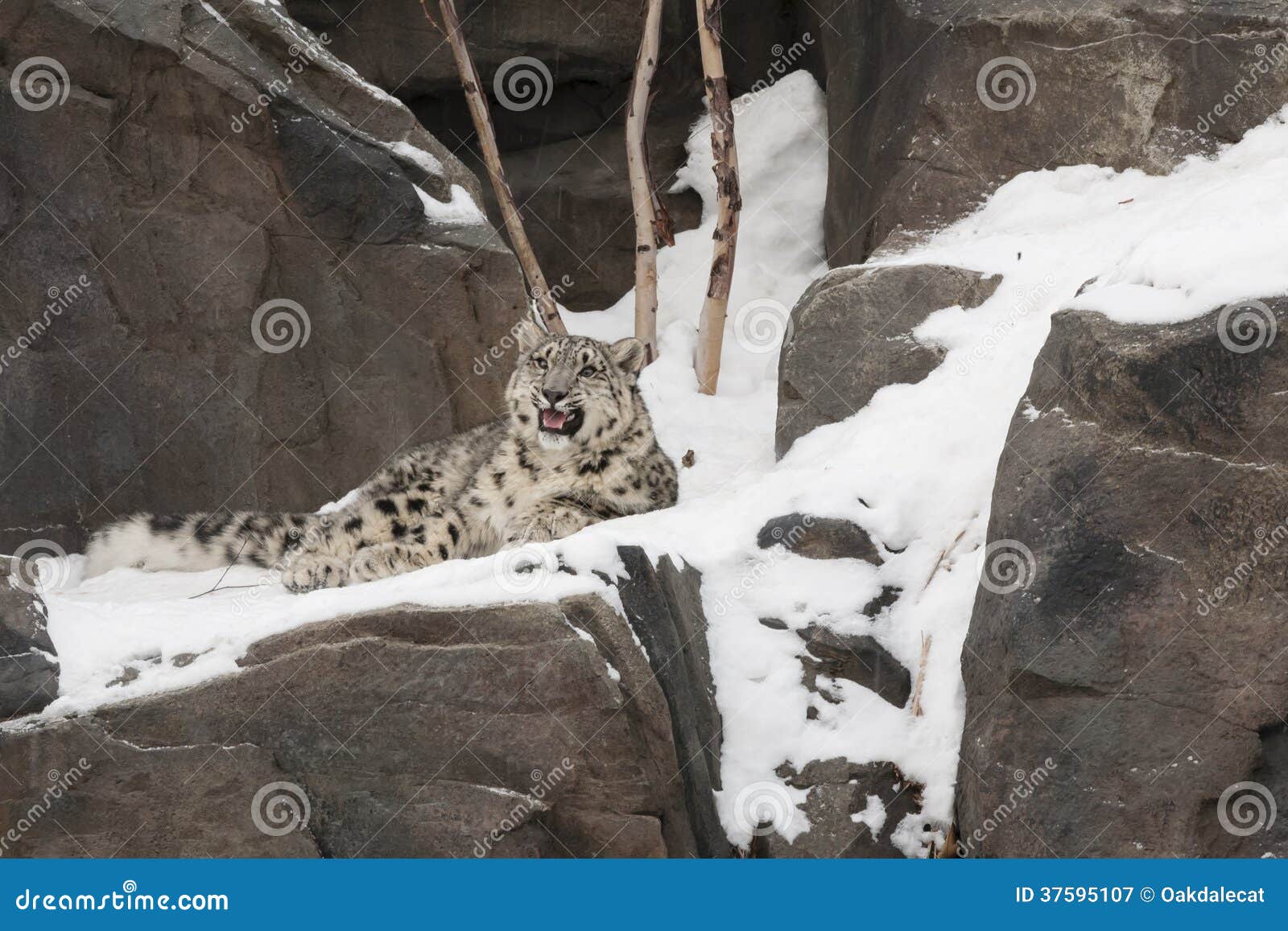 Crying Snow Leopard Cub Laying on Rocks, Snow Stock Image - Image of ...