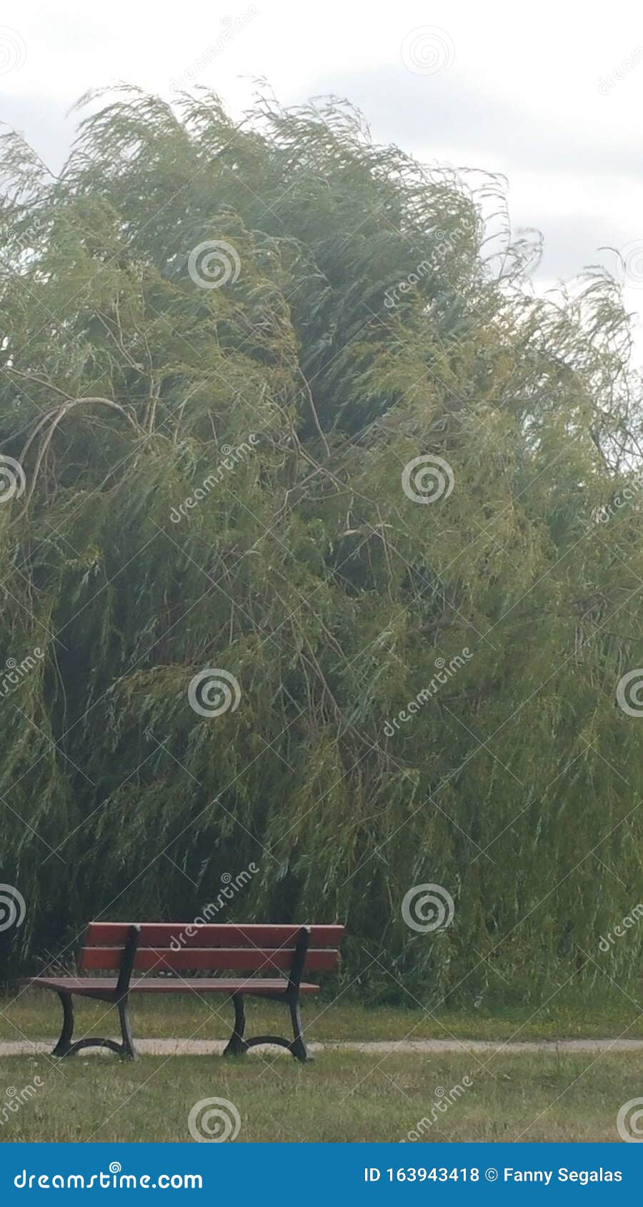 Crying tree stock photo. Image of bench, crying, park - 163943418