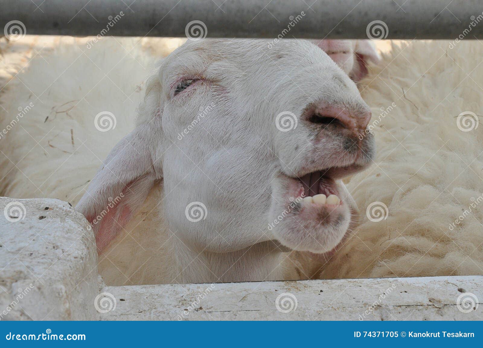 Crying White sheep stock image. Image of farm, white - 74371705