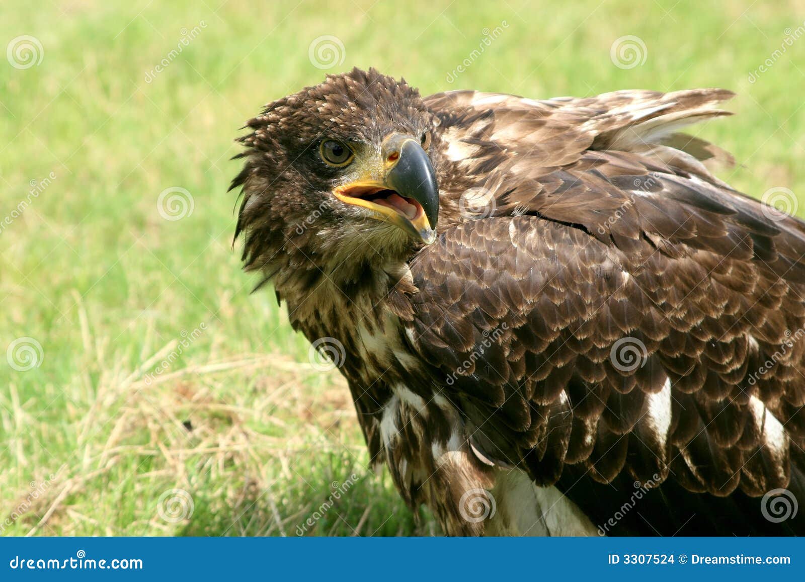 A crying young bald eagle stock photo. Image of furtively - 3307524