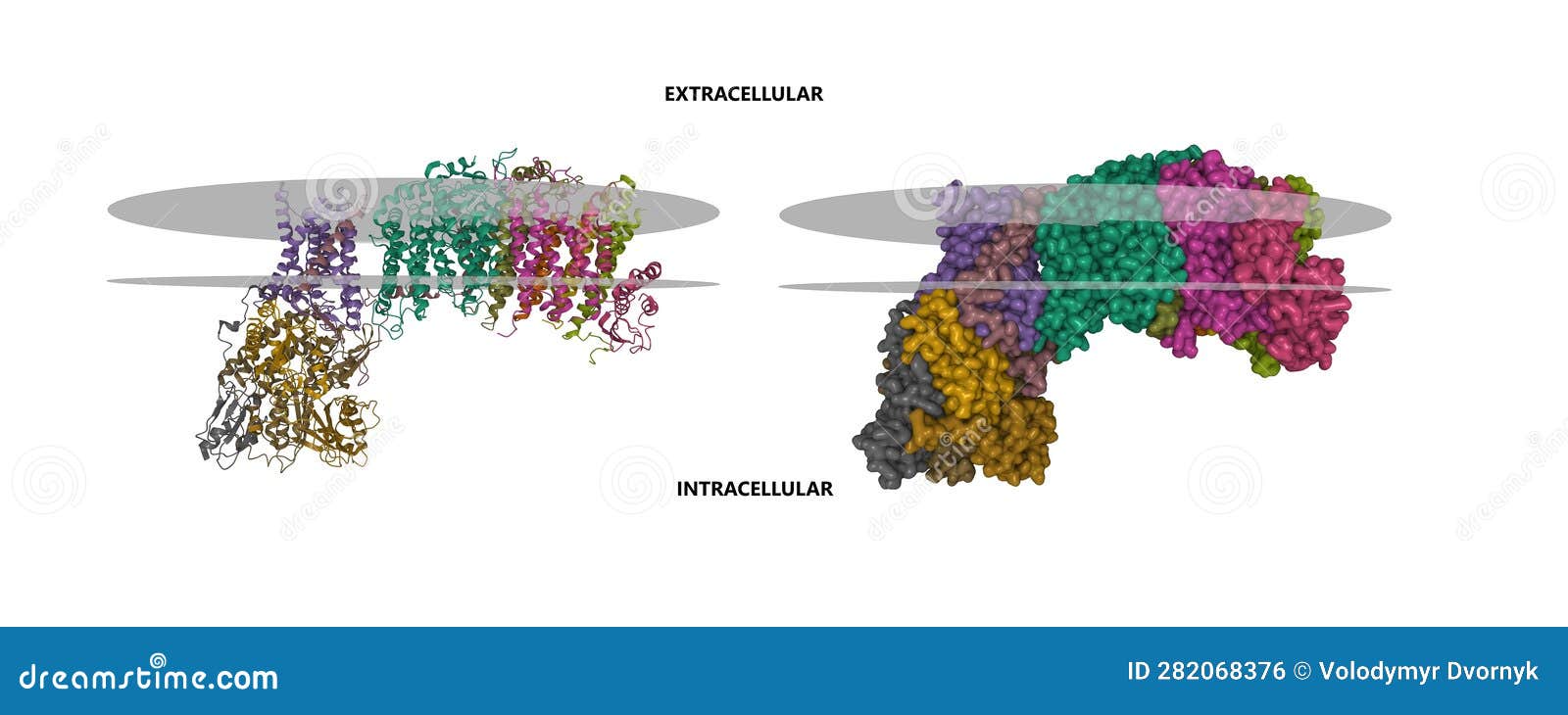 Cryo-EM Structure of a Respiratory Membrane-bound Hydrogenase from ...