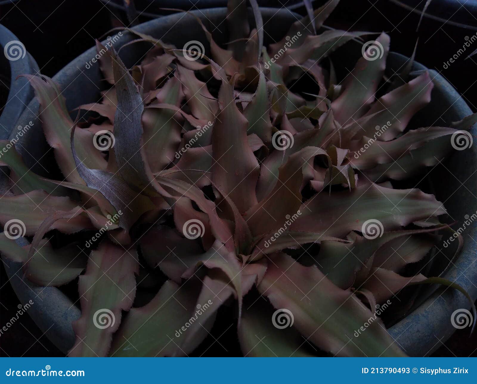 Cryptanthus Acaulis Plant in the Garden Stock Image - Image of petal ...