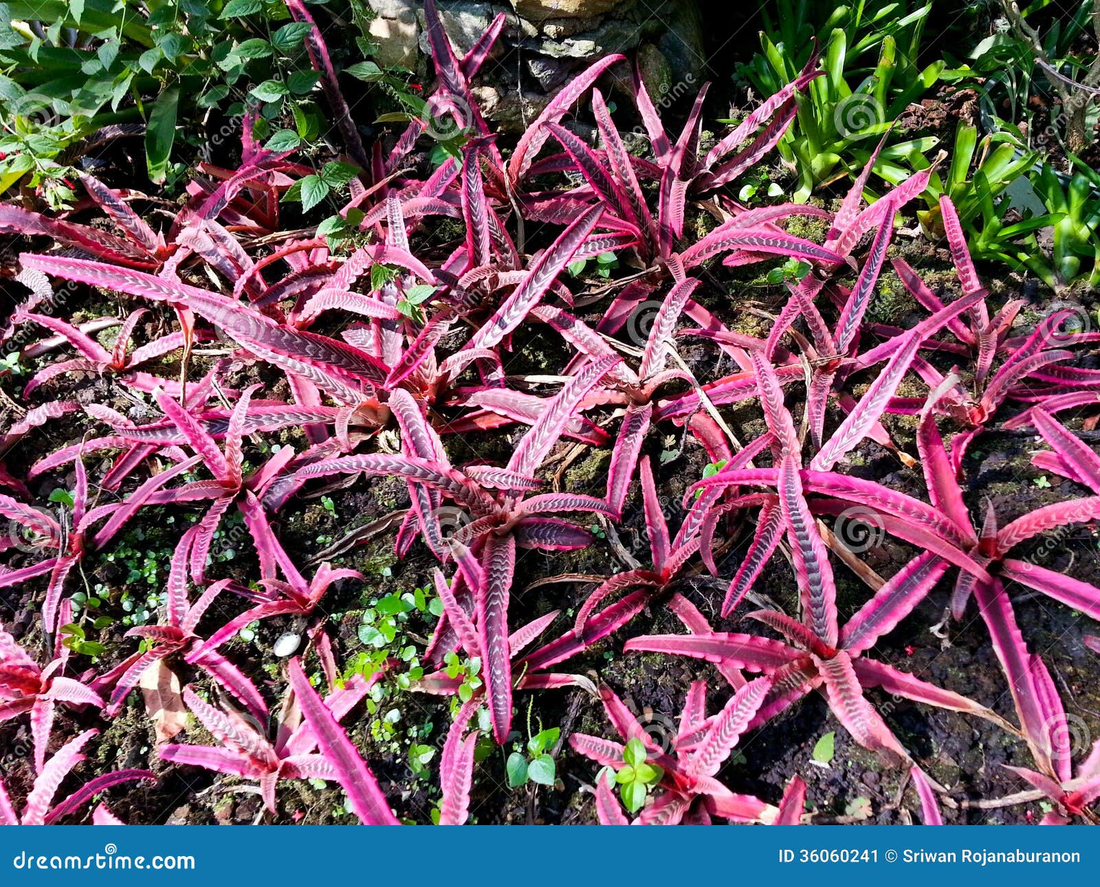 Cryptanthus elaine stock image. Image of natural, cryptanthus - 36060241