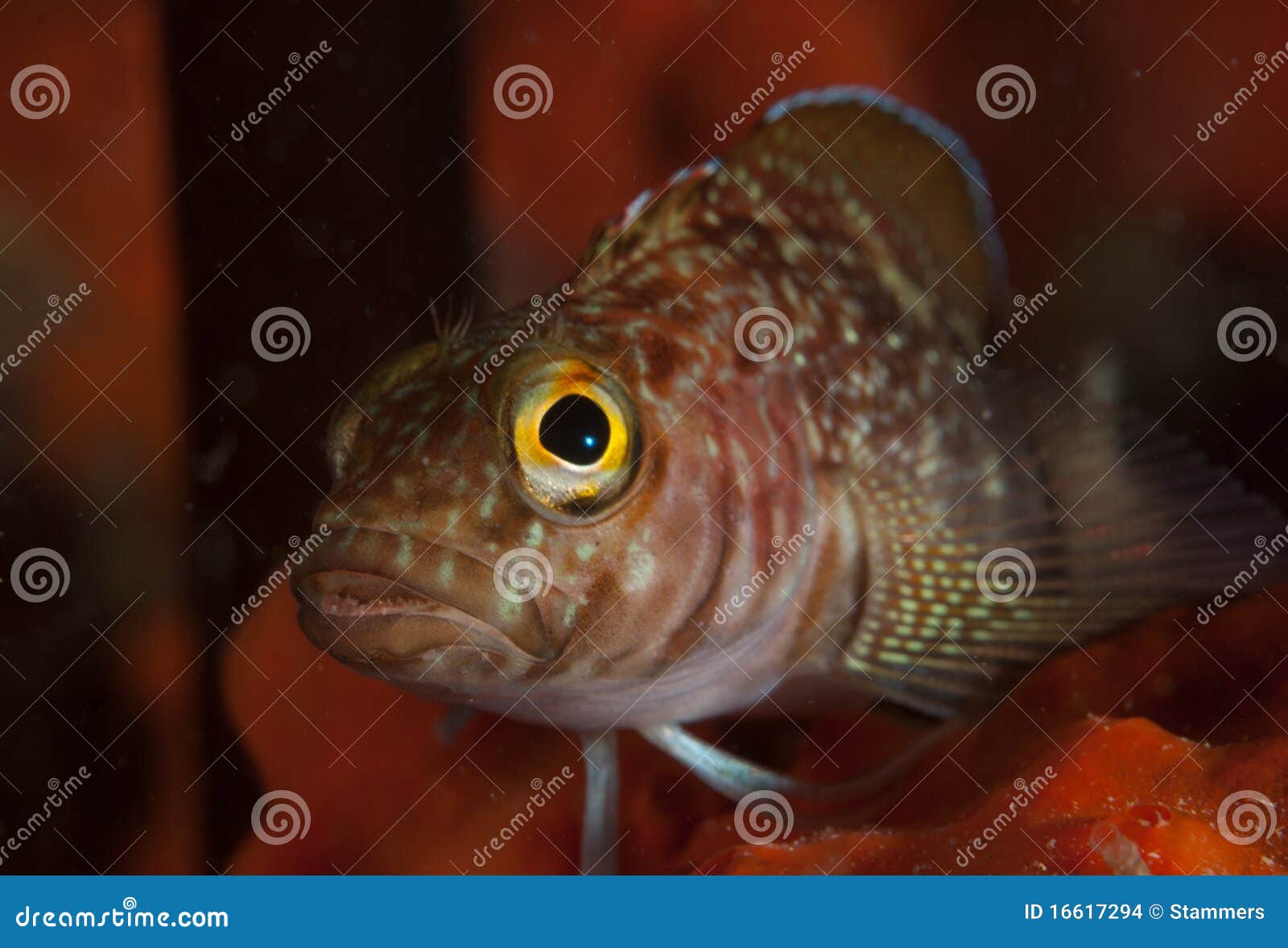 Cryptic Triplefin New Zealand Stock Photo - Image of triplefin, fish ...