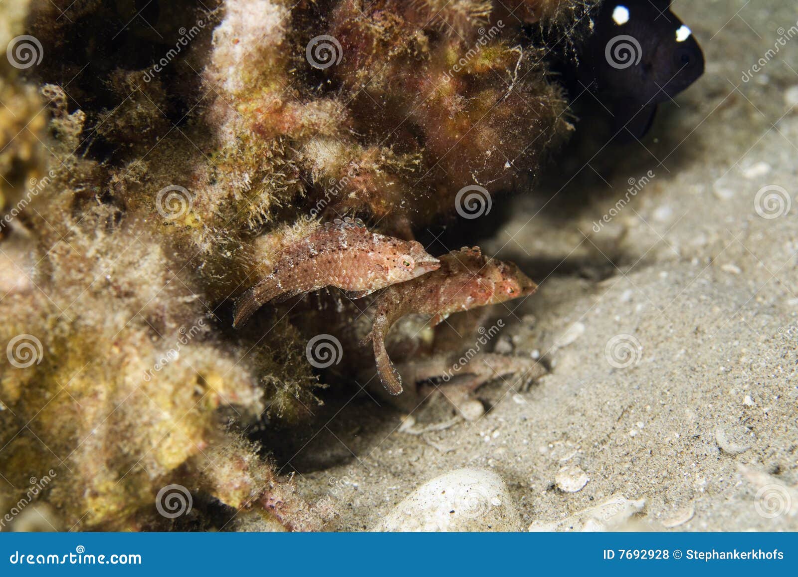 Cryptic Wrasse Photos - Free & Royalty-Free Stock Photos from Dreamstime
