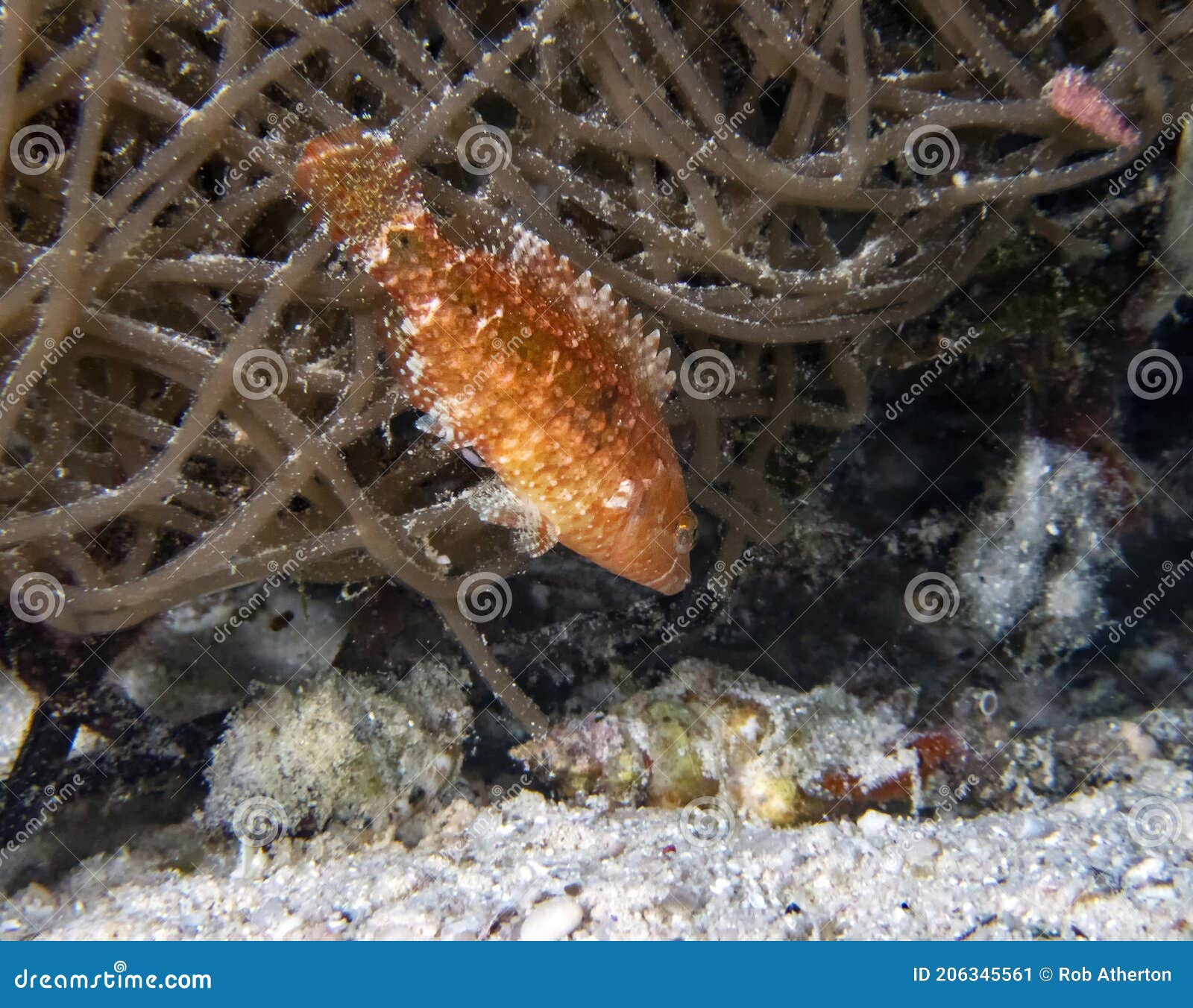 A Cryptic Wrasse Pteragogus Cryptus Stock Image - Image of creature ...