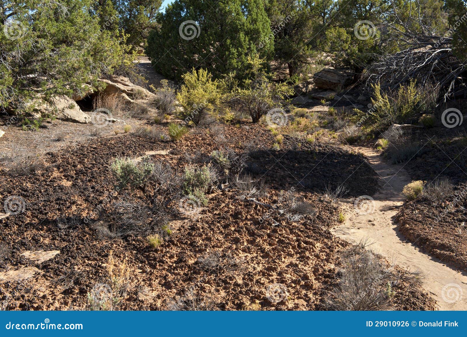Cryptobiotic Soil stock photo. Image of slickrock, utah - 29010926