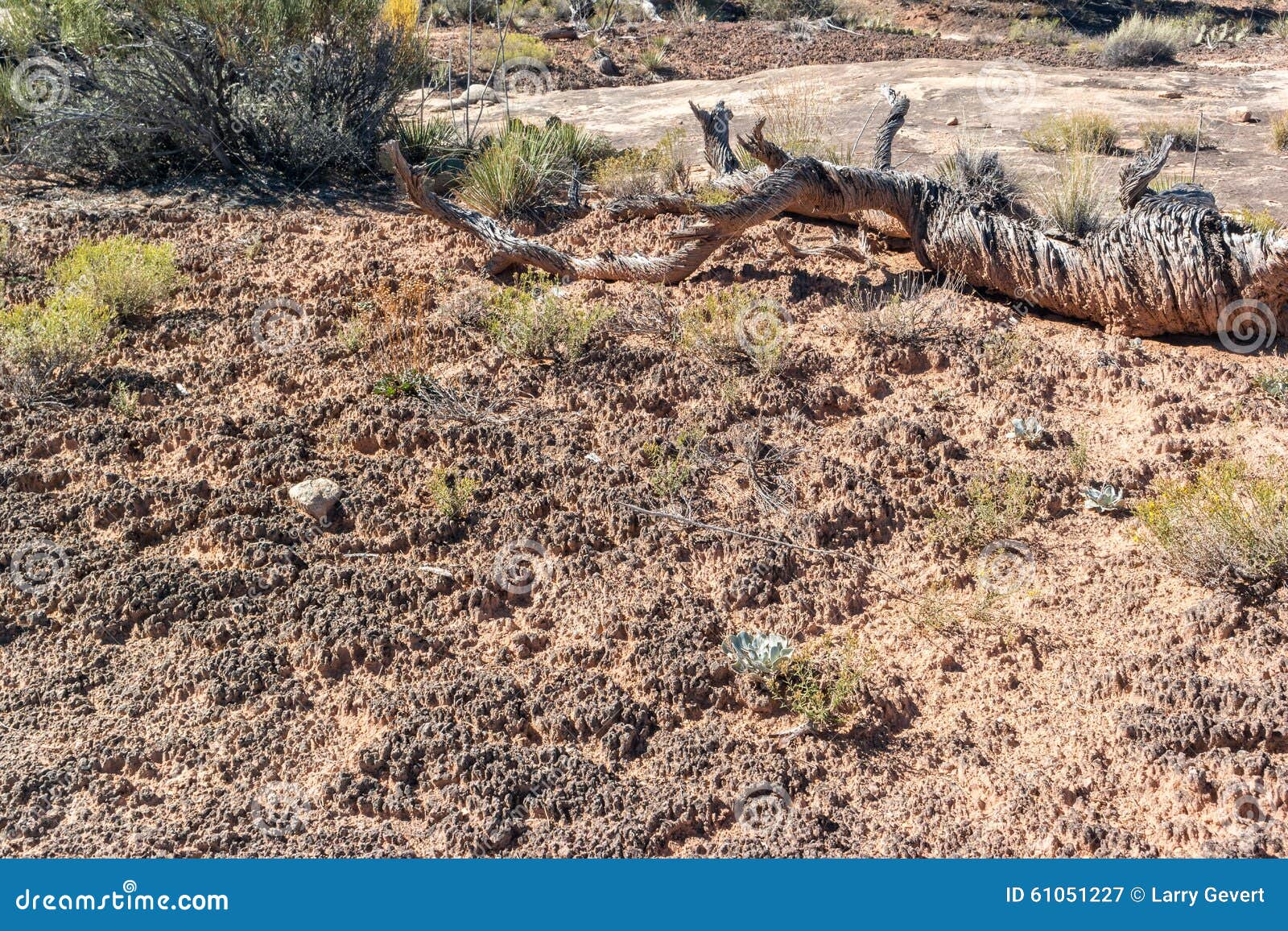 Cryptobiotic soil stock image. Image of biological, erosion - 61051227
