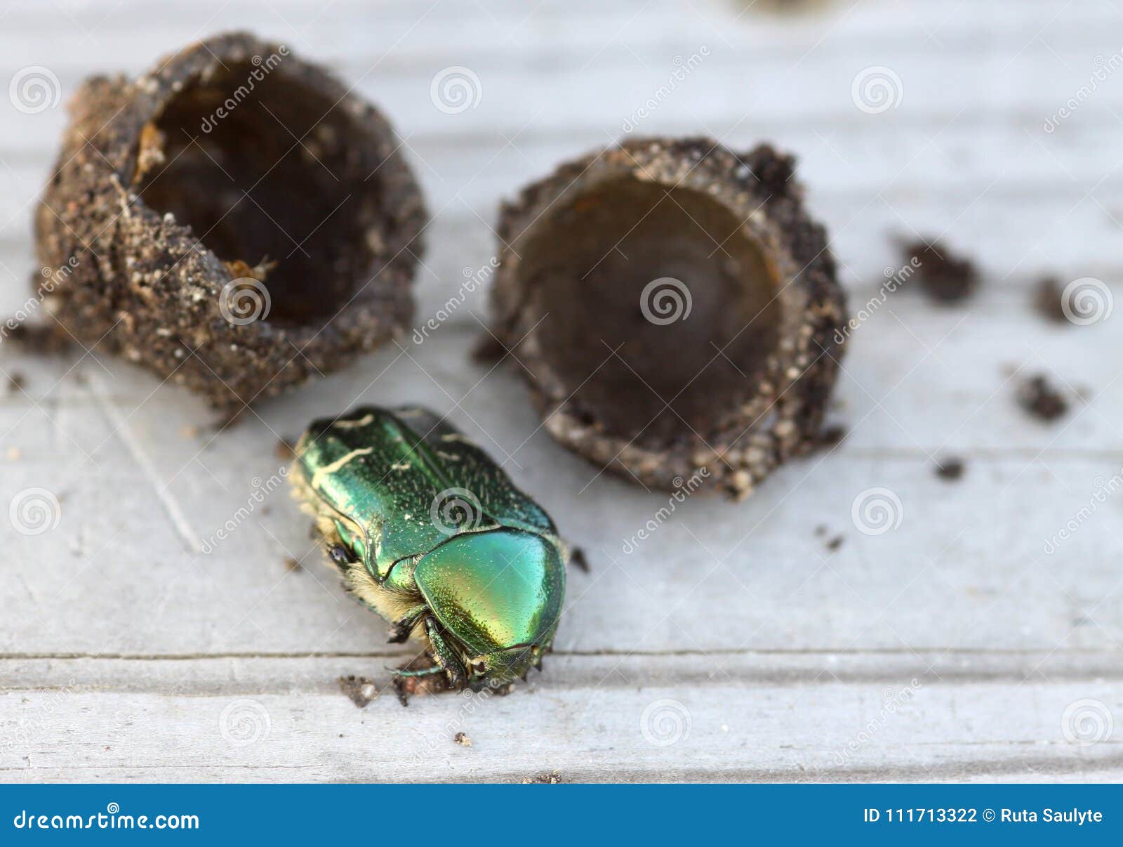 Cryptocephalus Sericeus Beetle Stock Photo - Image of young, closeup ...