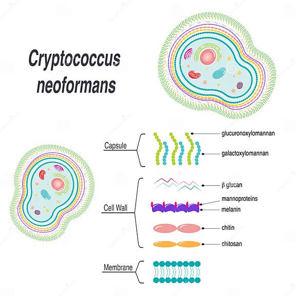 Cryptococcus Neoformans Membrane, Cell Wall, and Capsule Diagram Stock ...