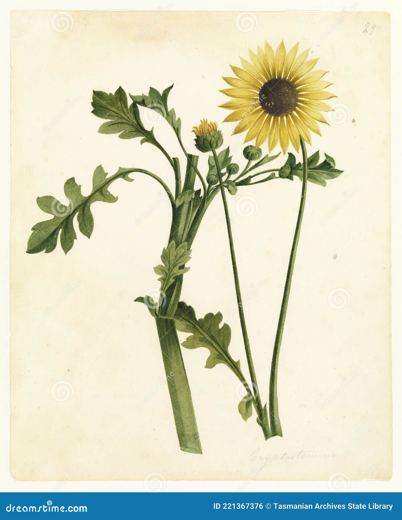 Cryptostemma (Capeweed) By W. Buelow Gould Picture. Image: 221367376