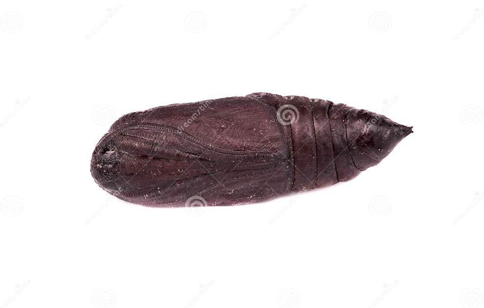 Crysalis stock photo. Image of macro, closeup, life, micro - 16510136