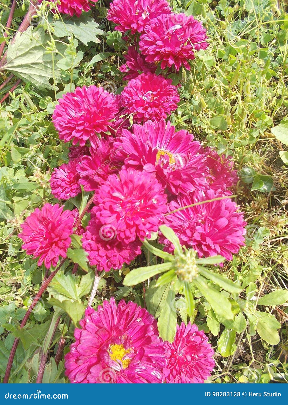 Crysanthemum Mums Aster Flowers, Pink Crysanths Stock Photo - Image of ...