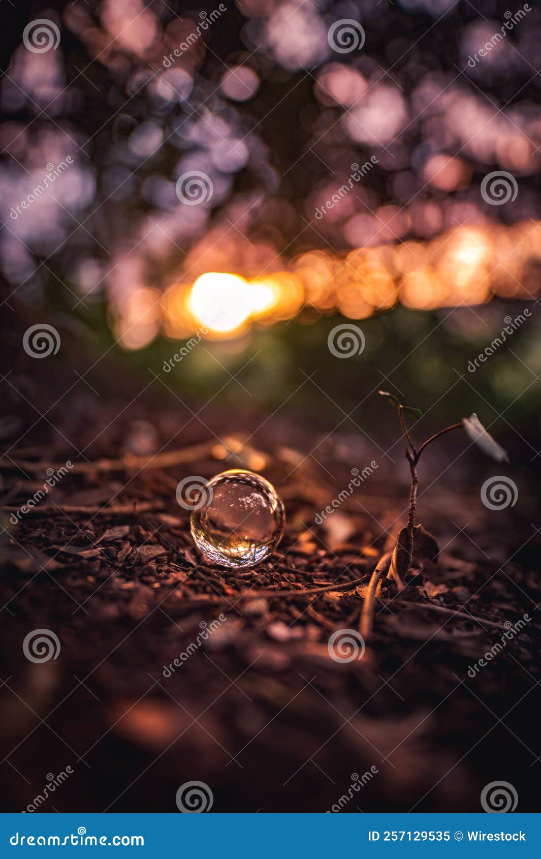 Crystal Ball on the Forest Ground during Sunset,vertical Shot Stock ...