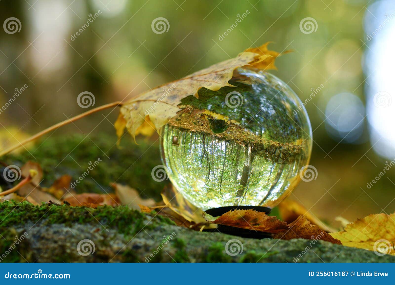 A crystal ball in nature stock image. Image of closeup - 256016187