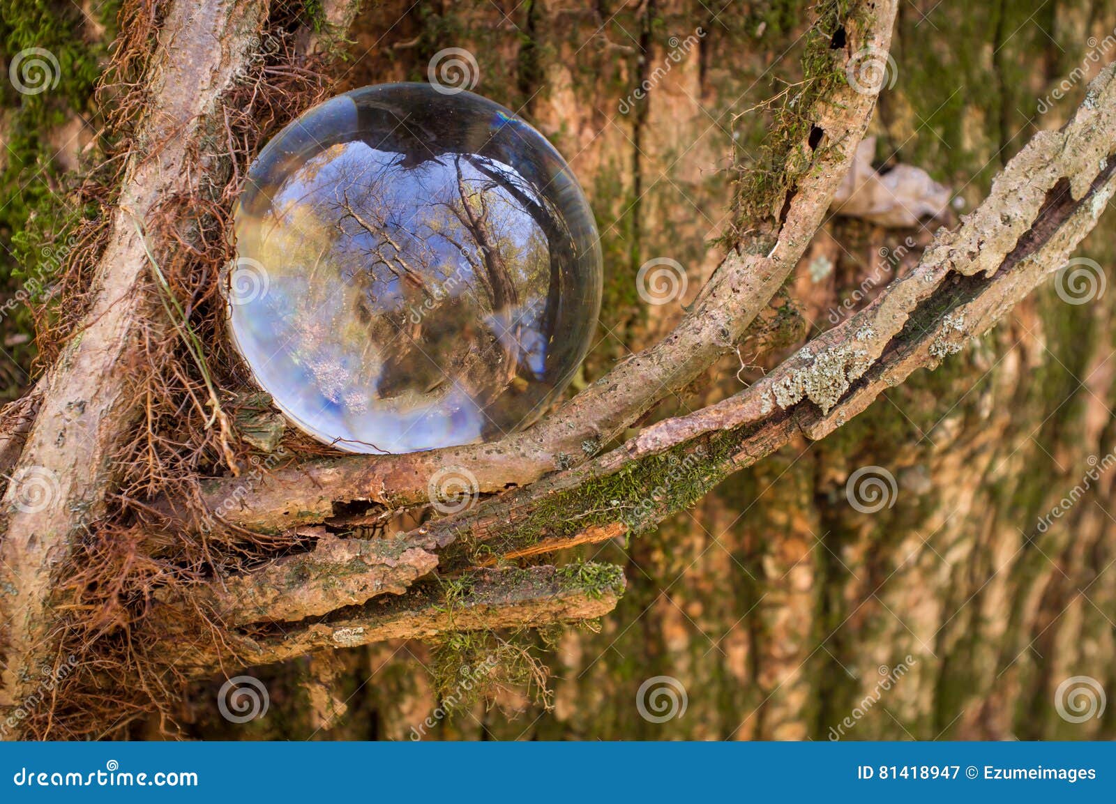 Crystal Ball Nature stock image. Image of mystic, glass - 81418947