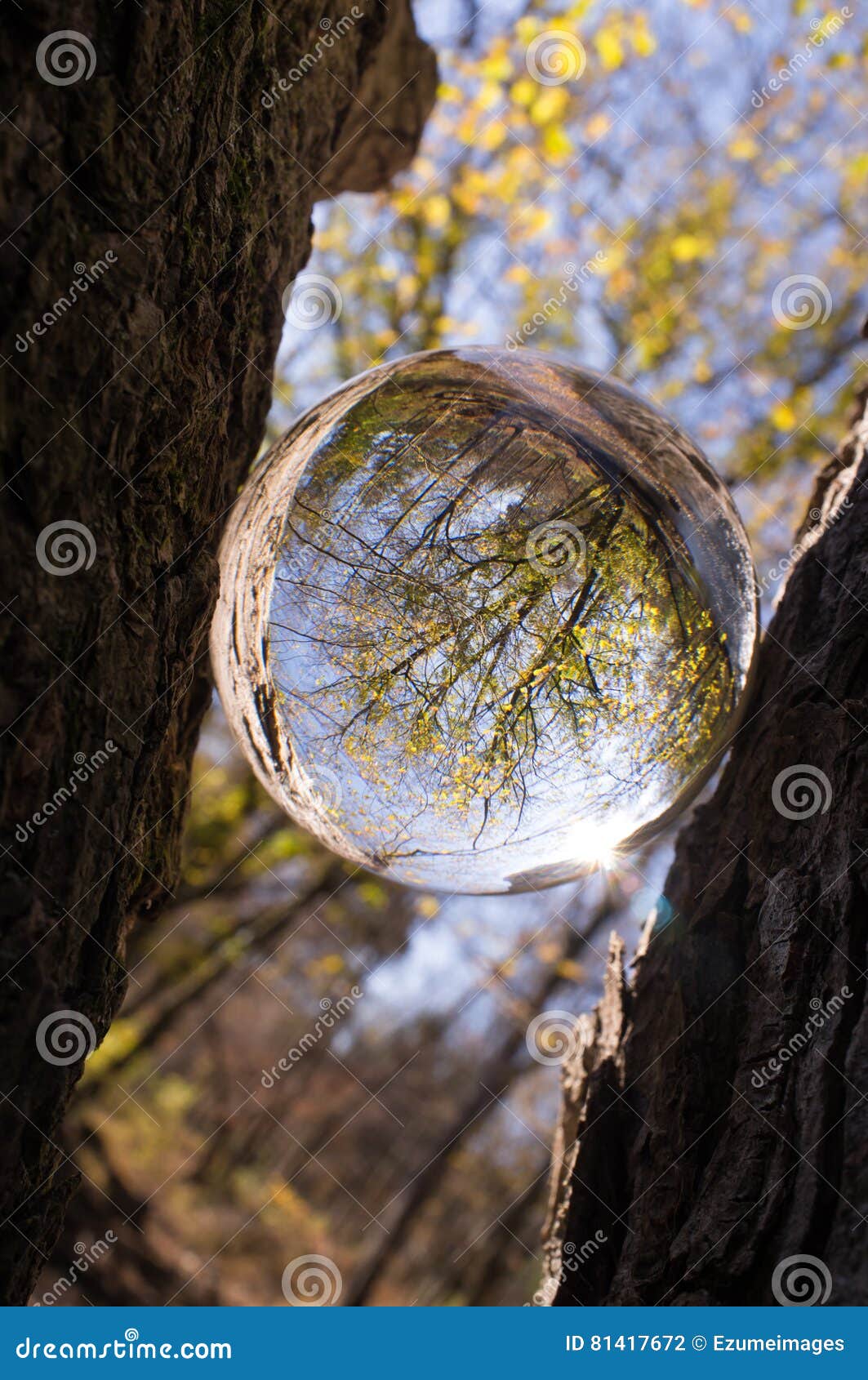 Crystal Ball Nature stock photo. Image of prophecy, crystal - 81417672
