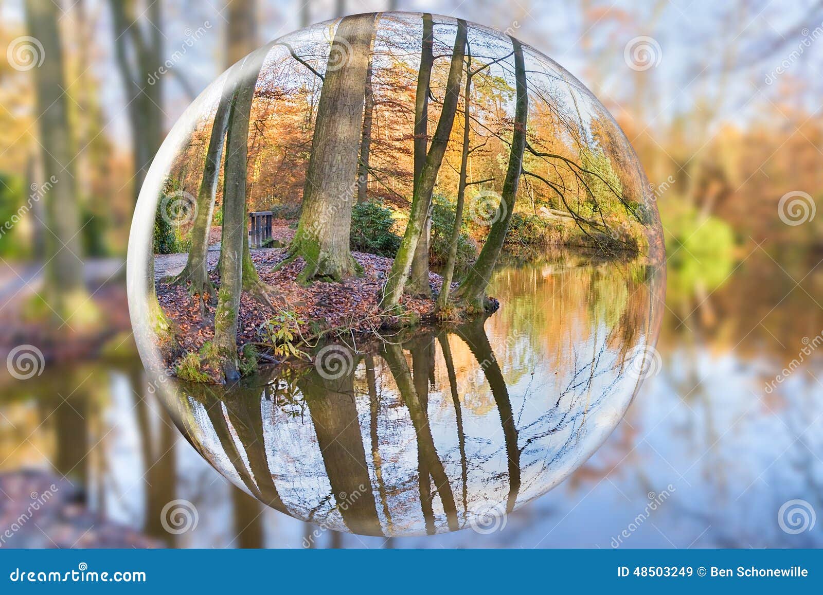 Crystal Ball Reflecting Autumn Forest with Tree Trunks Stock Image ...