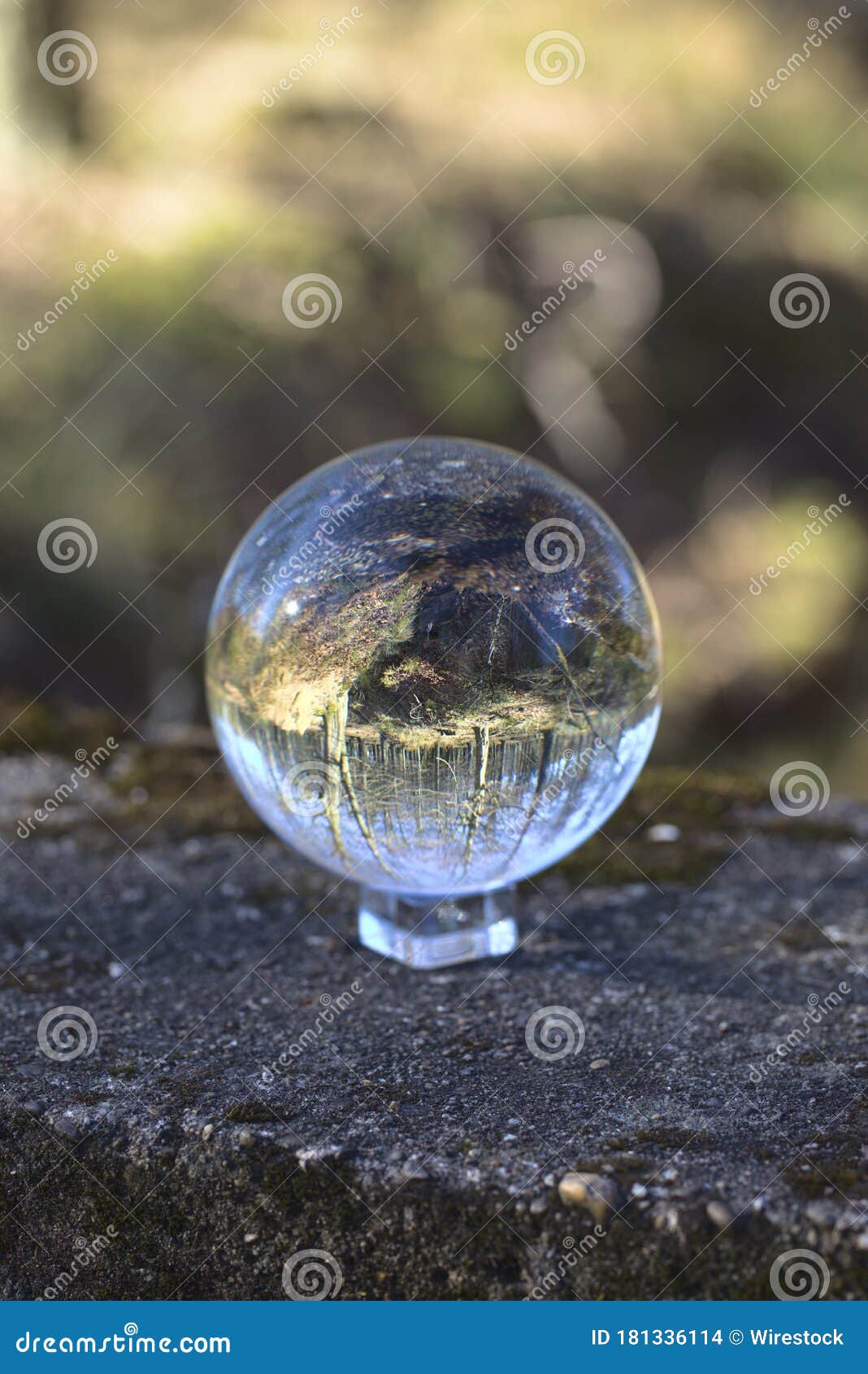 Crystal Ball Reflecting the Scenery of the Forest Stock Photo - Image ...
