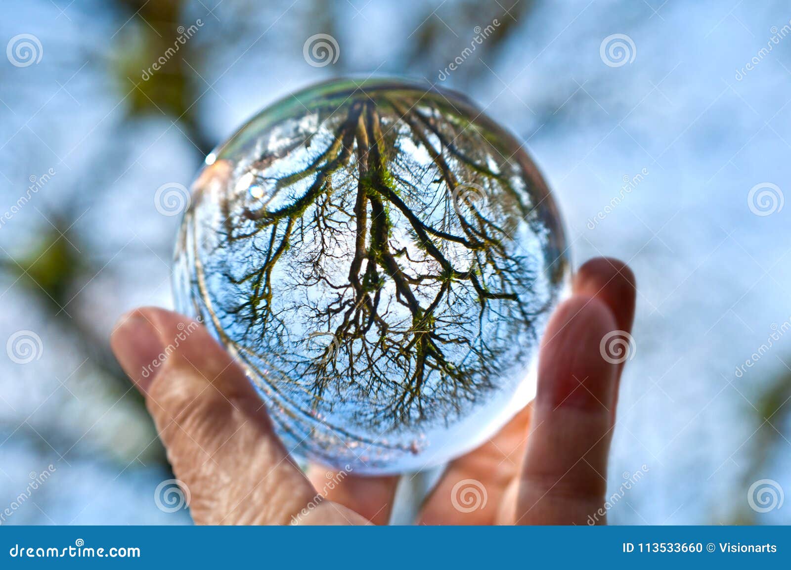Crystal Ball Sphere Reveals Ancient Tree Stock Photo - Image of ...