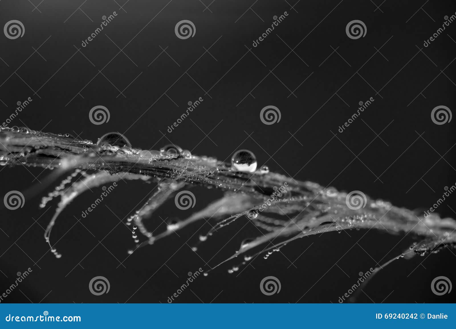 Crystal Balls on Grass Stem Stock Photo - Image of crystal, black: 69240242