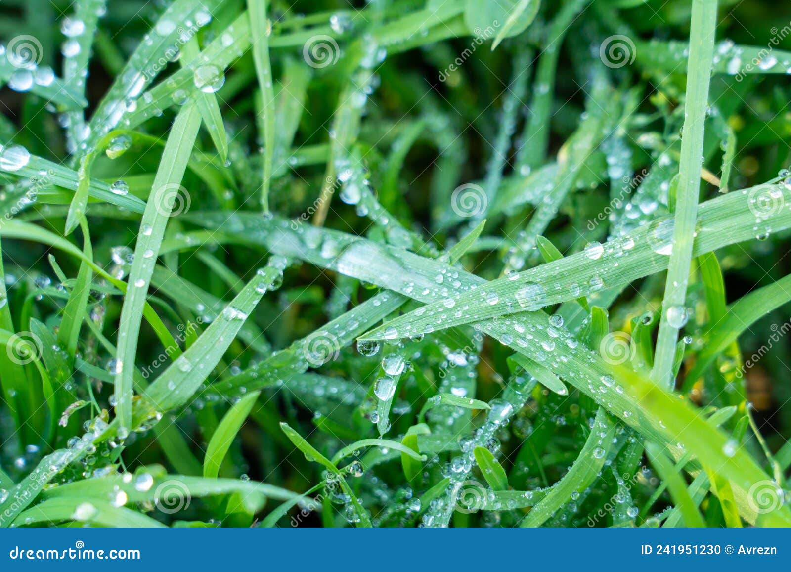 Crystal Clear Morning Dew on the Lawn, on the Leaves Stock Photo ...