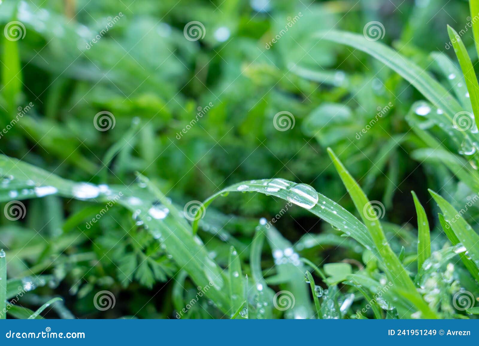 Crystal Clear Morning Dew on the Lawn, on the Leaves Stock Image ...