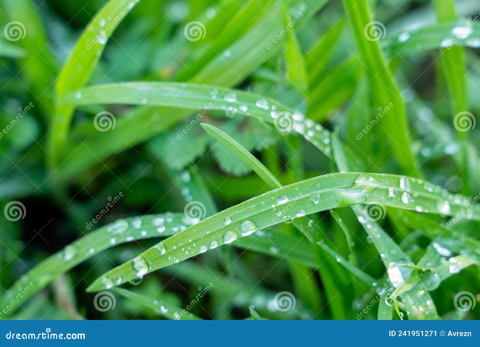 Crystal Clear Morning Dew on the Lawn, on the Leaves Stock Image ...