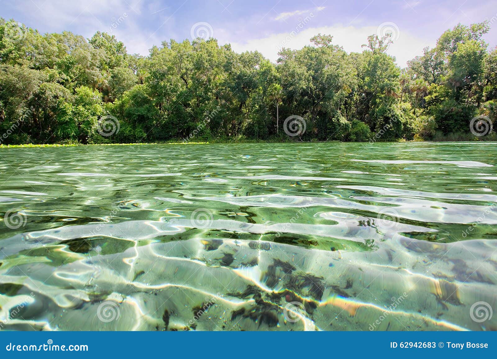 Crystal Clear Natural Spring Stock Image - Image of water, green: 62942683