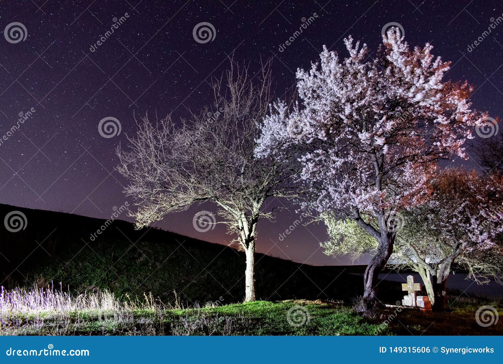 Crystal Clear Sky and Stars Over Blooming Trees. Stock Photo - Image of ...