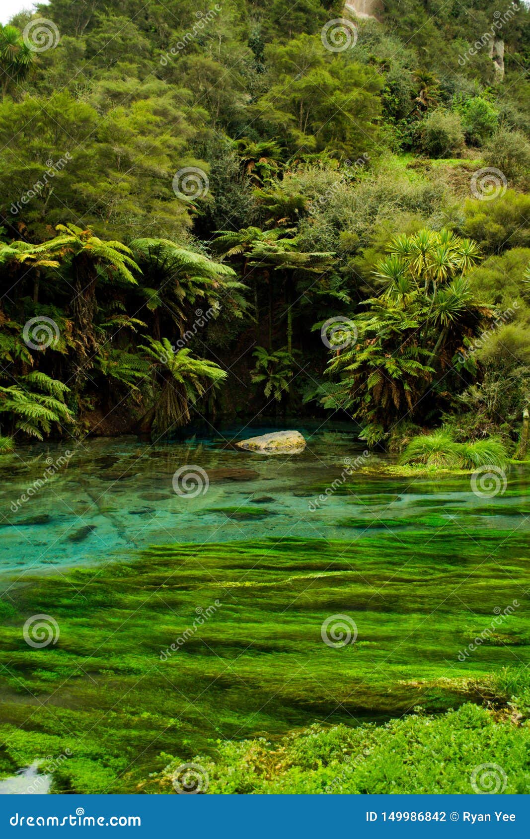 Crystal clear stream stock photo. Image of crystal, idyllic - 149986842