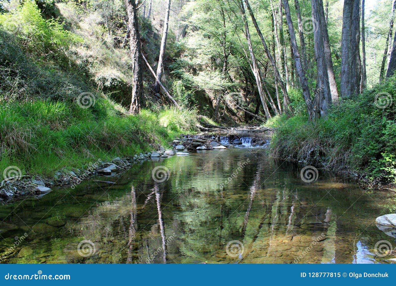 Crystal Clear Stream in the Spring Forest Stock Image - Image of calm ...