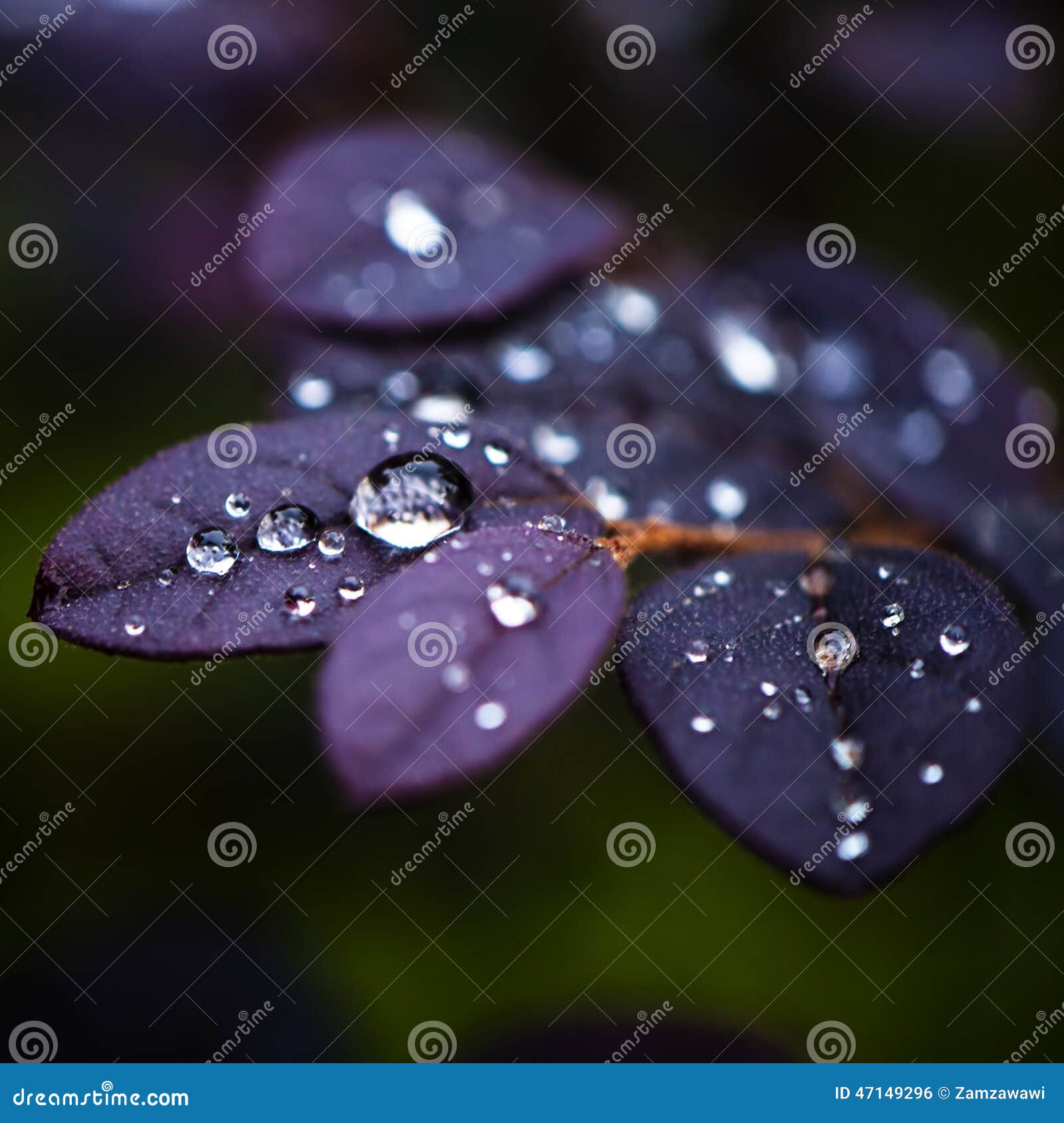 Crystal Clear Water Drop on Leaf with Blurred Background. Stock Photo ...