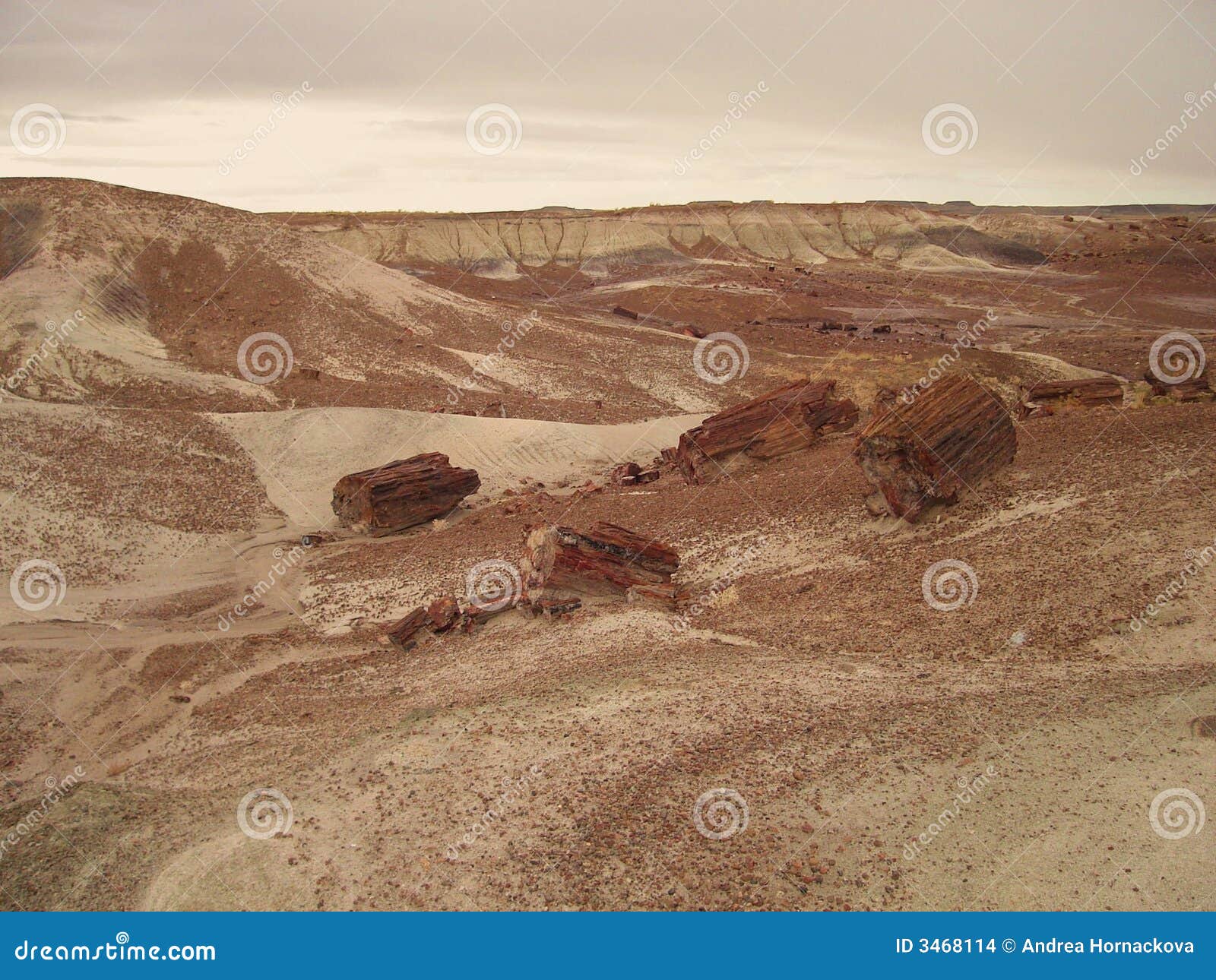 Crystal Forest stock photo. Image of nature, tree, logs - 3468114