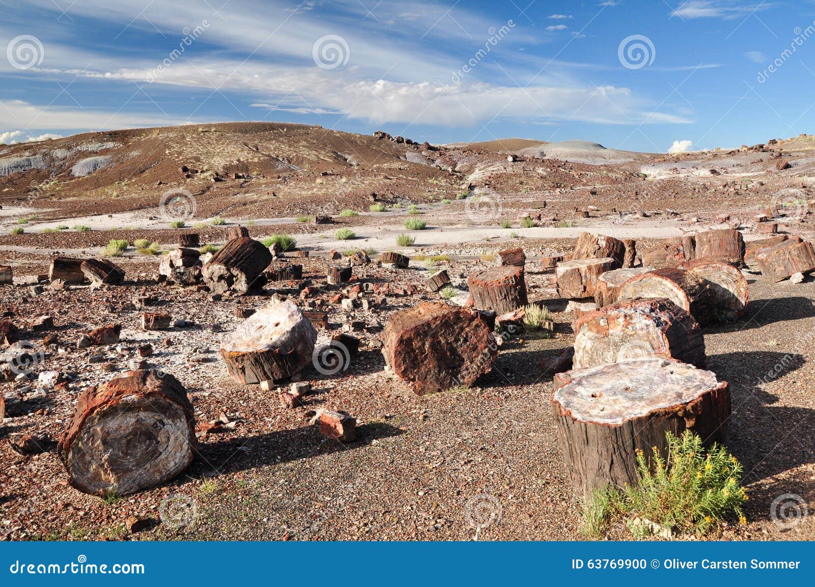 Crystal Forest arkivfoto. Bild av enigt, amerika, kristall - 63769900