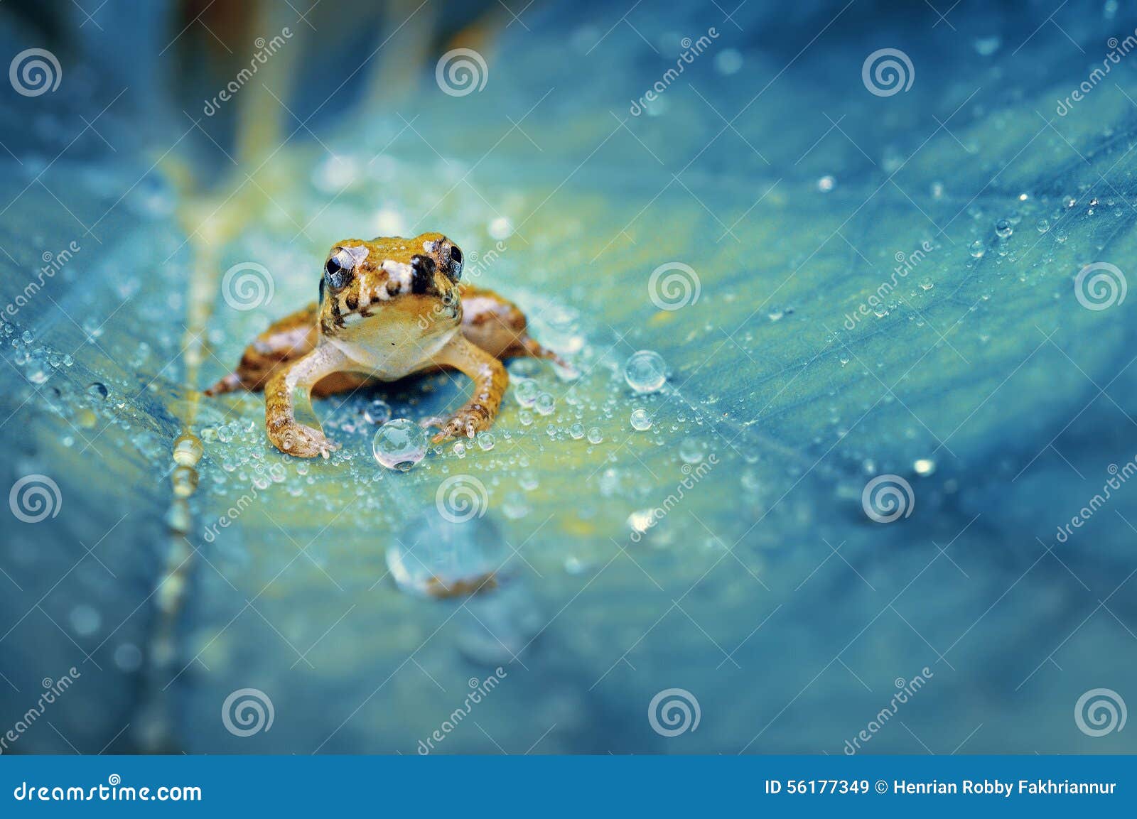 Crystal Frog stock image. Image of frog, wild, play, environment - 56177349