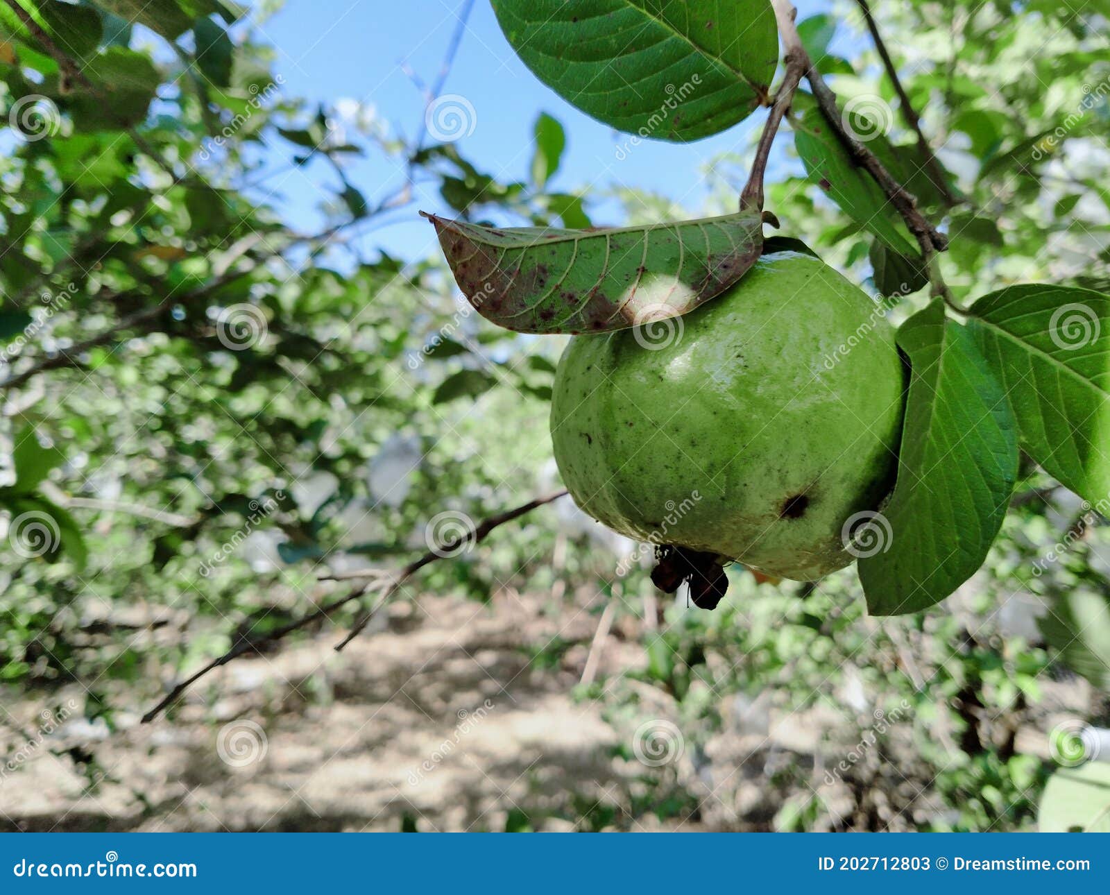 Crystal guava stock image. Image of tree, produce, evergreen - 202712803