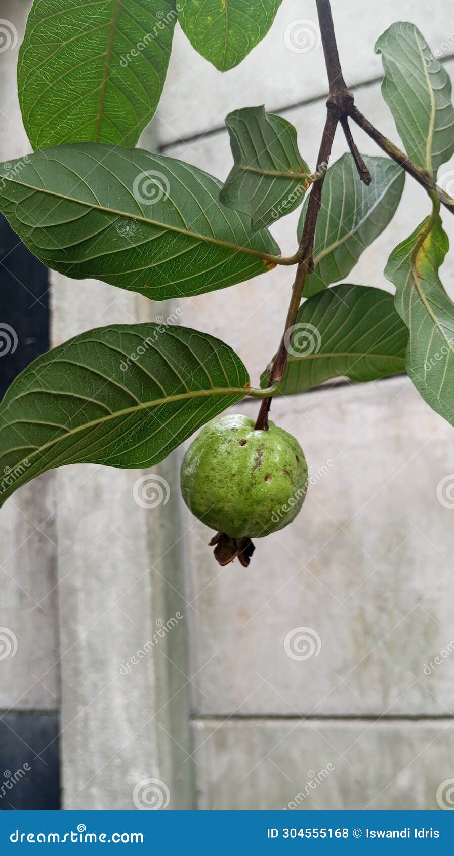 Crystal guava fruit stock photo. Image of crystal, guava - 304555168
