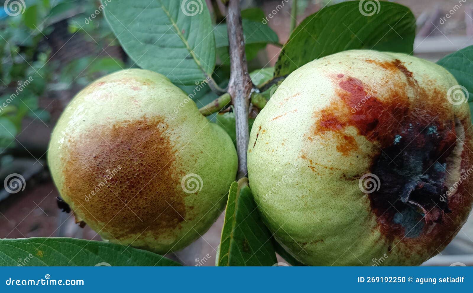 2 Crystal Guava Fruit that Has Undergone a Process of Decay? Stock ...