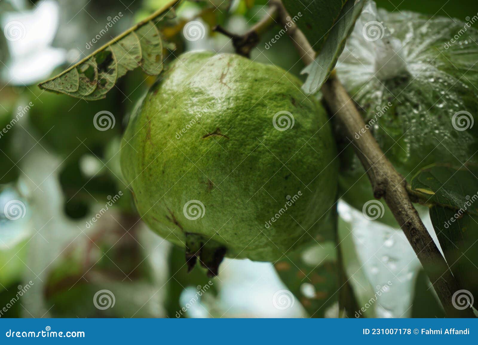 The Crystal Guava Fruit is Still Fresh Stock Photo - Image of freshness ...
