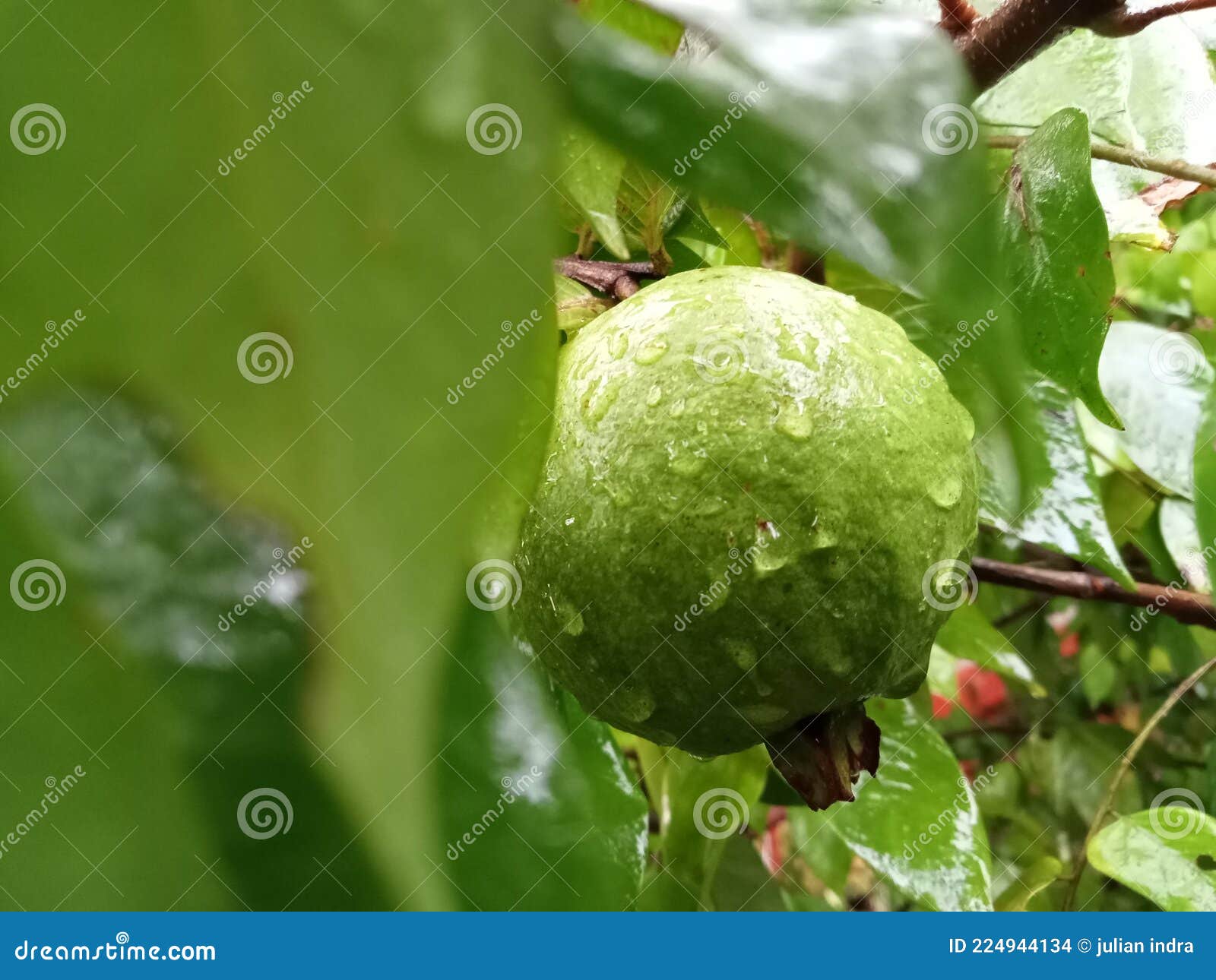 Crystal Guava from Indonesia Stock Photo - Image of evergreen, guava ...