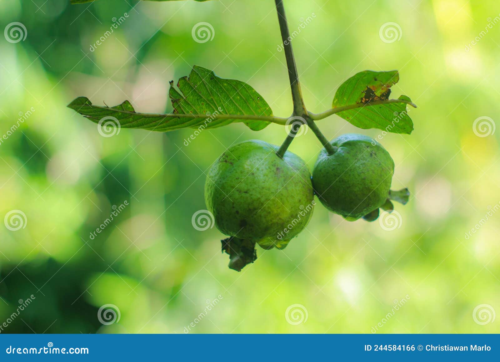 Crystal Guava or Psidium Guajava Stock Photo - Image of greenish ...
