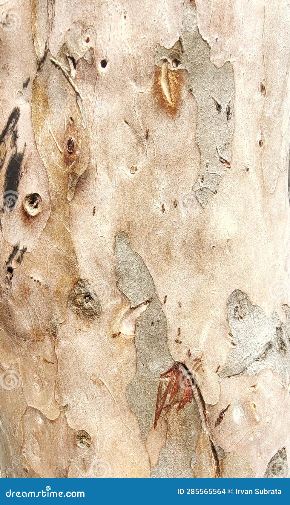 Crystal Guava Tree Veins Appear in Summer Stock Photo - Image of tree ...